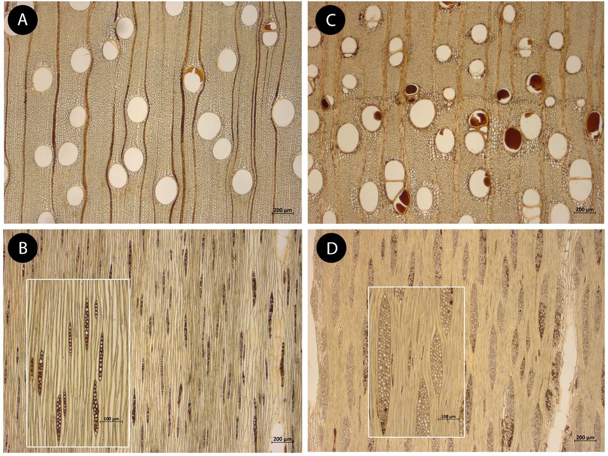 en: Applied wood structure analysis for the differentiation of acacia wood