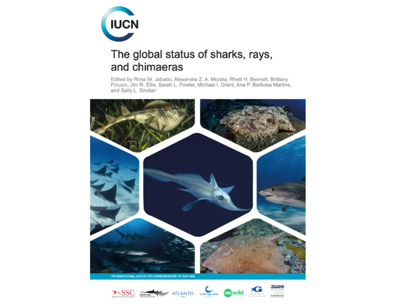 en: IUCN Global Status Report on Sharks, Rays and Chimerae published