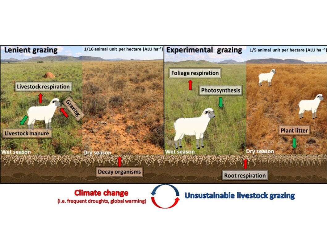en: Effects of livestock grazing on CO₂ exchange