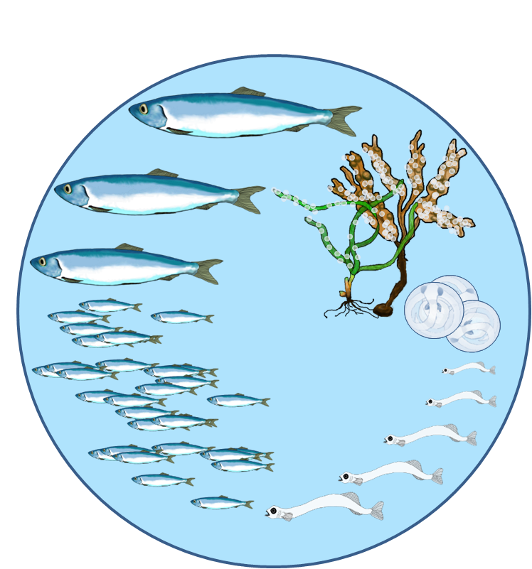fish reproductive cycle