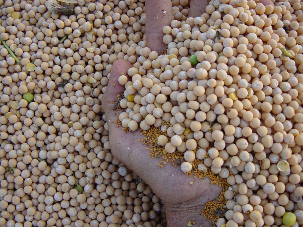 en: Methionine in peas, beans and lupines – Leaf green and root length ...