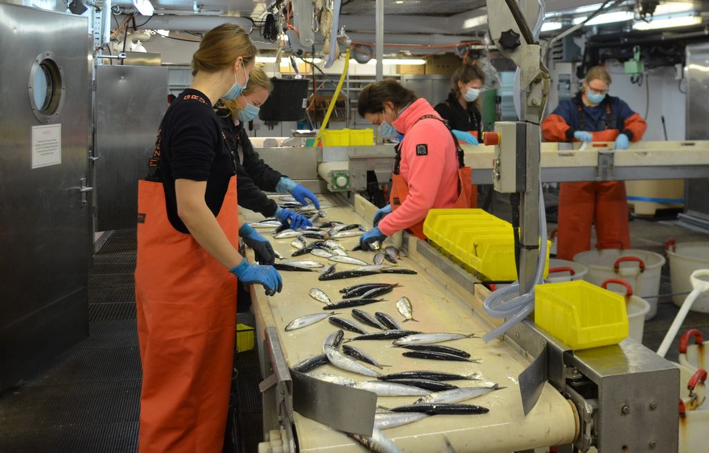 Thuenen: Fischinventur in der Nordsee (IBTS)