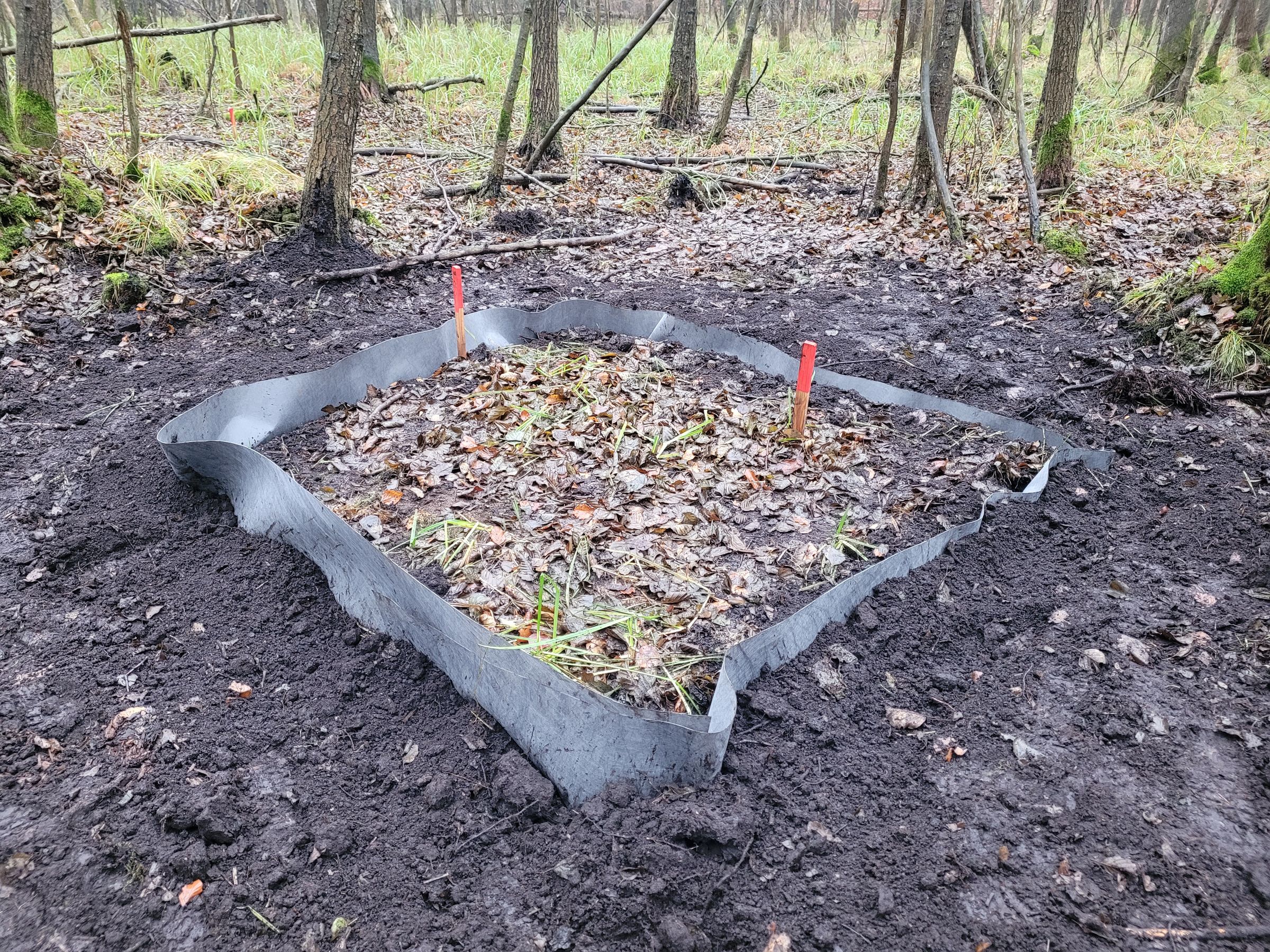 en: Analysis of ghg emissions from forested peatlands