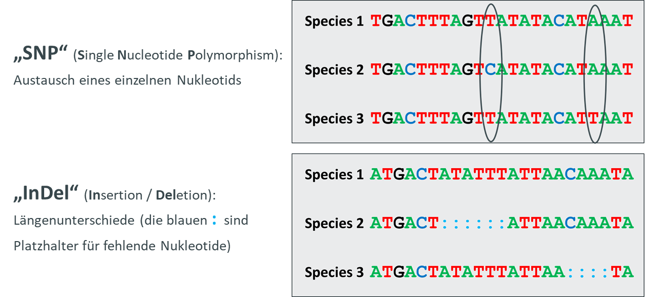 en: Tracking down the species and origin of wood with genetic methods