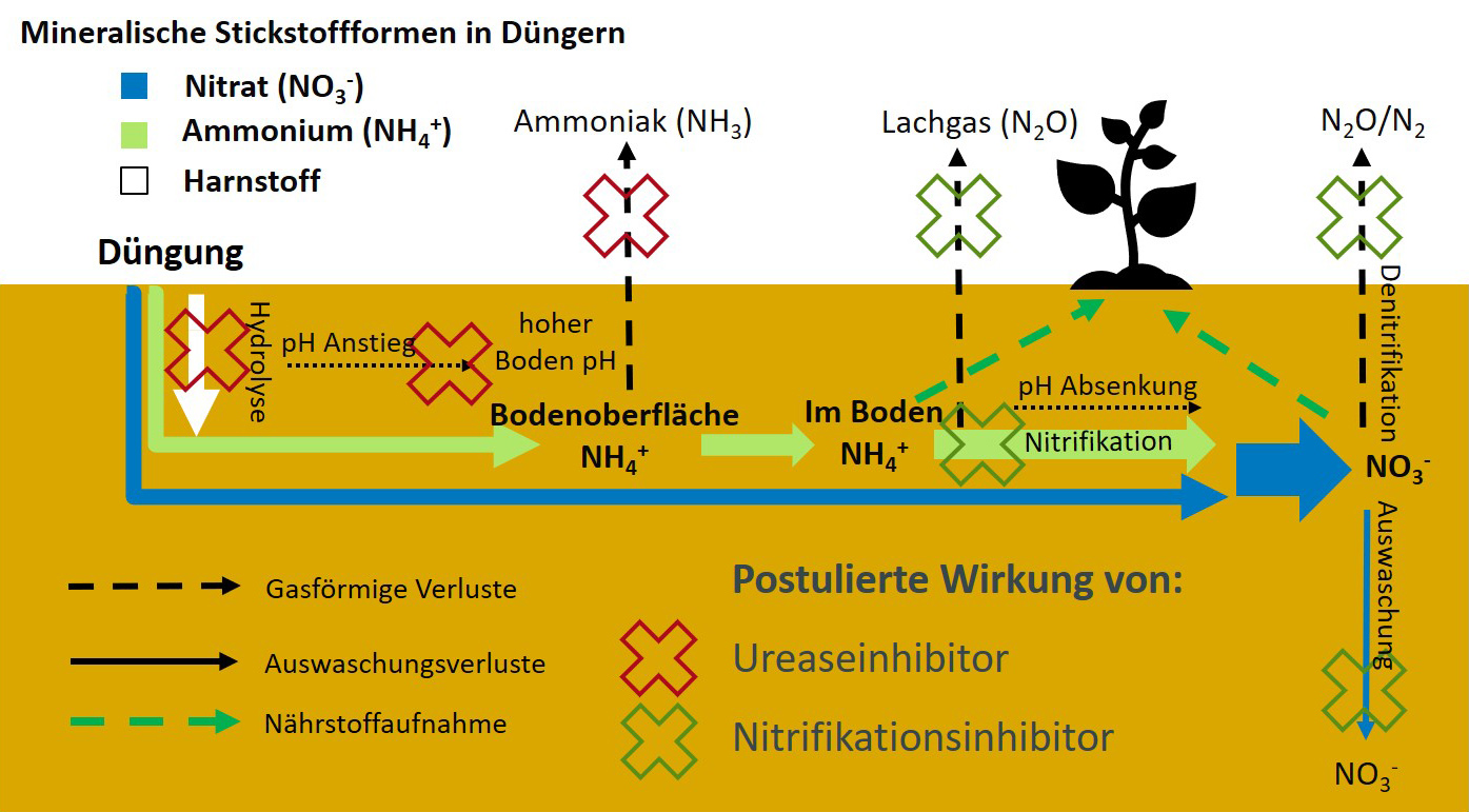Thuenen: Düngung: Mit weniger Stickstoffverlusten im Pflanzenbau das ...
