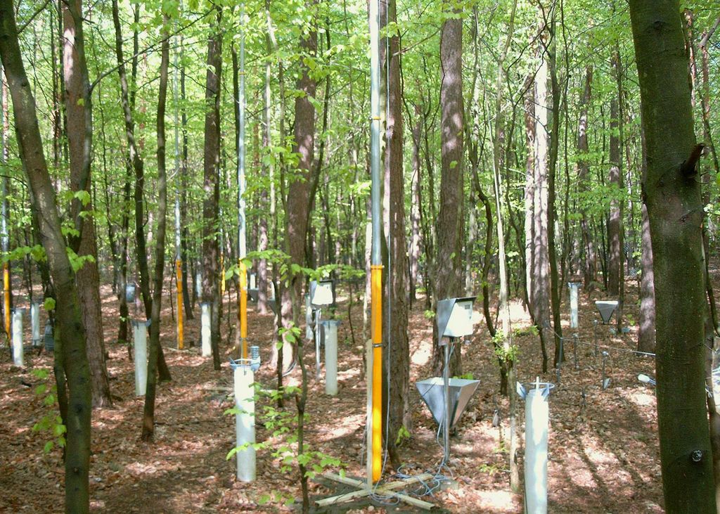 Thünen: Water deficiency – Forests in danger?